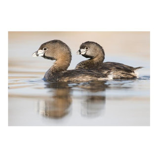 "Pied-billed Grebes, Island Lake Recreation Area, Michigan" Paper Art ...