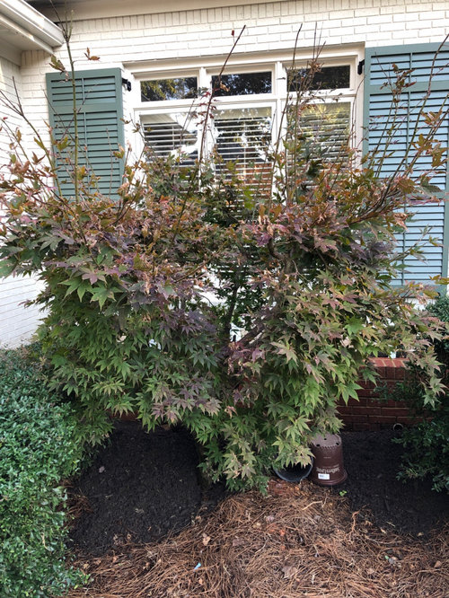Overpruned Japanese Maple