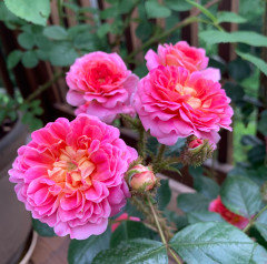 Best Roses with Button Eyes?