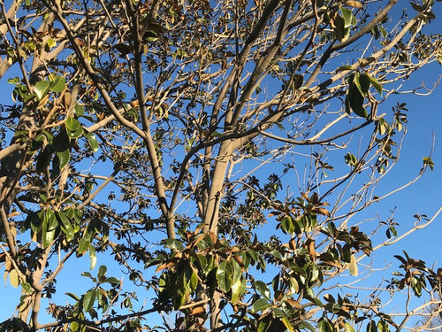 Dying Magnolia, can I save it?