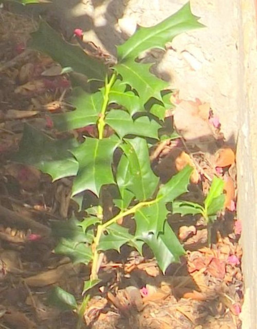 Baby red oak worth saving?