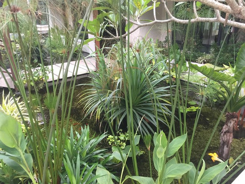 A tropical aquatic garden