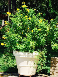 Yellow bells in a pot? | Houzz Forum