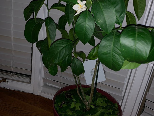 Suckers on a Dwarf Meyer Lemon tree