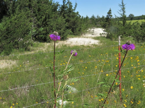 Dalea compacta (Compact Prairie Clover)