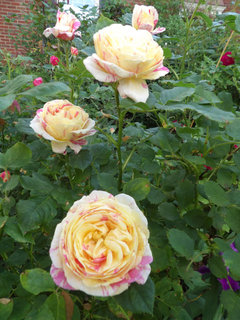 The best striped roses?