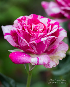 Show Your Stripes rose