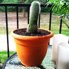 help!! my cactus is falling over