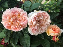 Please Tell Us About Your Best Ten Roses