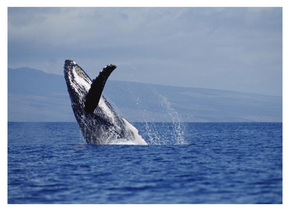 "Humpback Whale breaching, Maui, Hawaii" Paper Print by Flip Nicklin ...