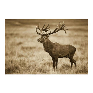 "Red Deer stag, Cogenhagen, Denmark" Paper Print by Willi Rolfes, 20 ...