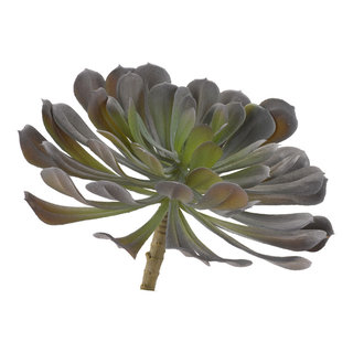 Green and Purple Pinwheel Echeveria, Set of 3 - Contemporary ...