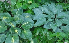 Trip to Fox Hosta Farm