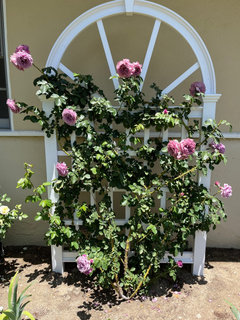 Please show me your Quicksilver Arborose.