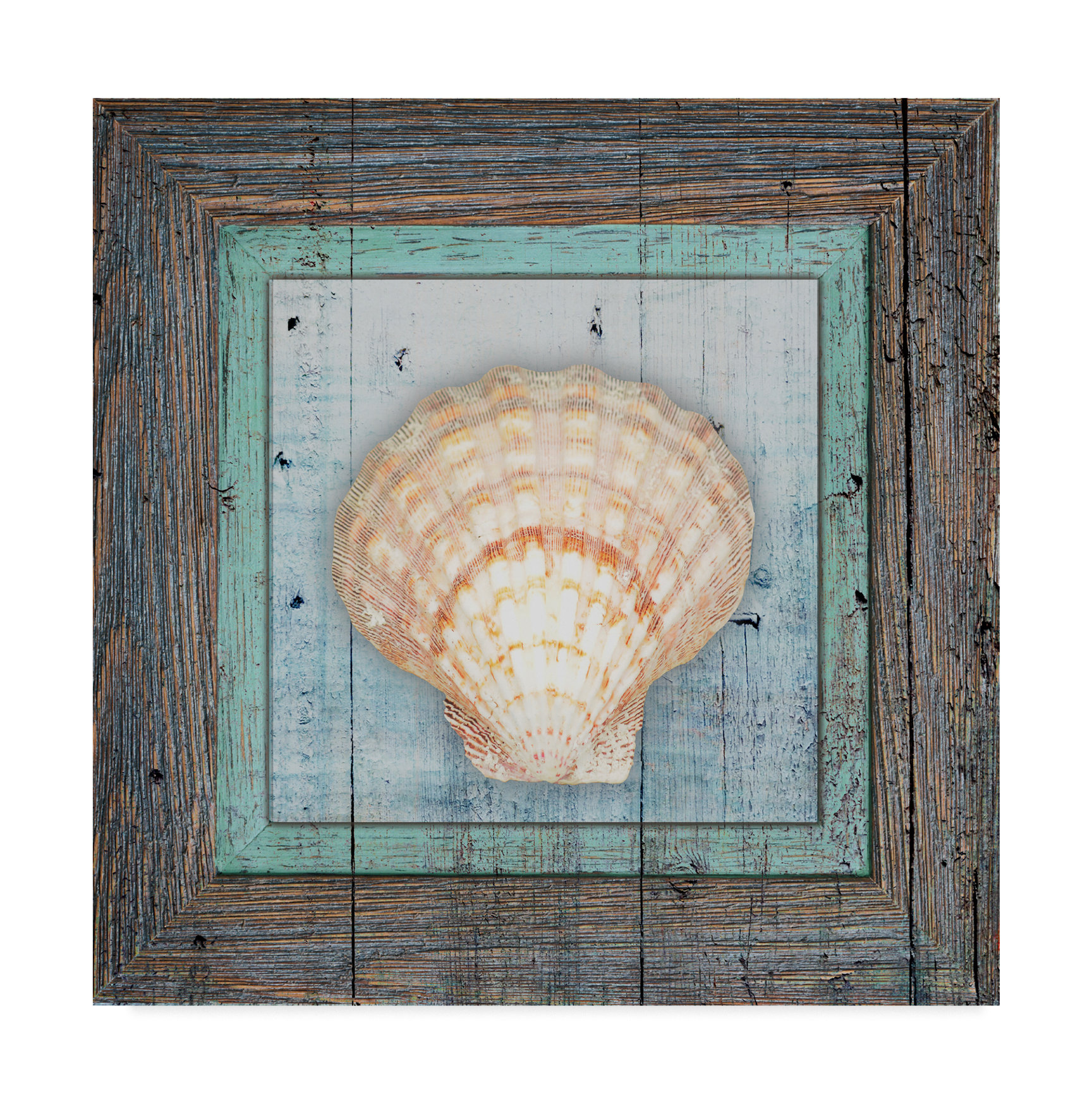 "Framed Gypsy Sea Shell" by Lightboxjournal, Canvas Art, 18"x18 ...
