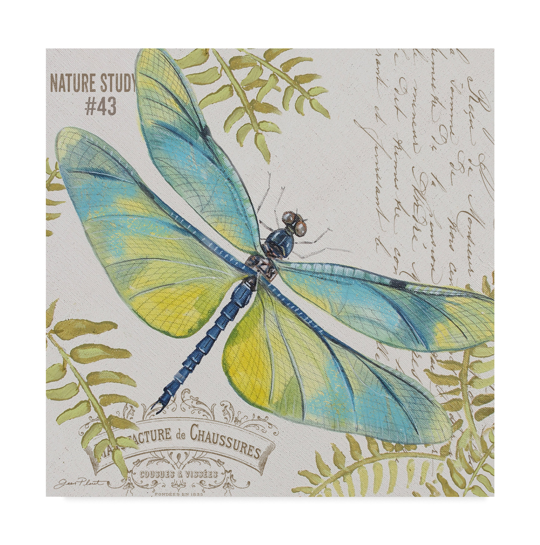 Jean Plout 'Botanical Dragonfly 2' Canvas Art, 14"x14" - Contemporary ...