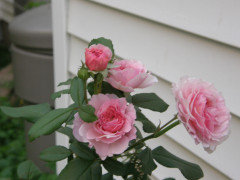 zone 5B climbing roses