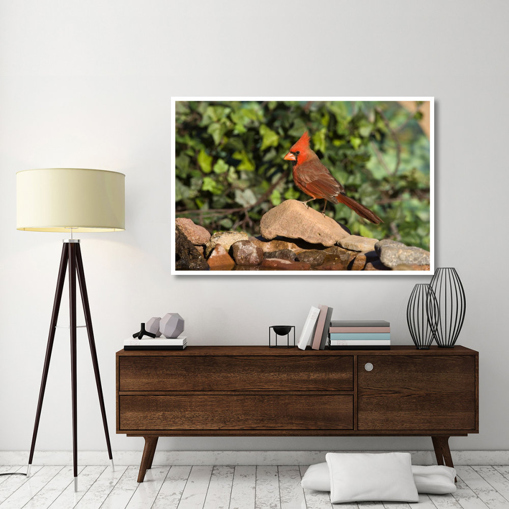"Northern Cardinal male, Santa Rita Mountains, Arizona" Paper Art, 20 ...