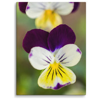 Pretty Little Violets Floral Nature Photography Canvas Wall Art Print ...