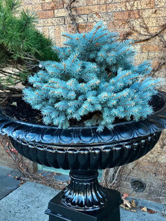 Top Cold-Hardy Evergreens for Container Gardens