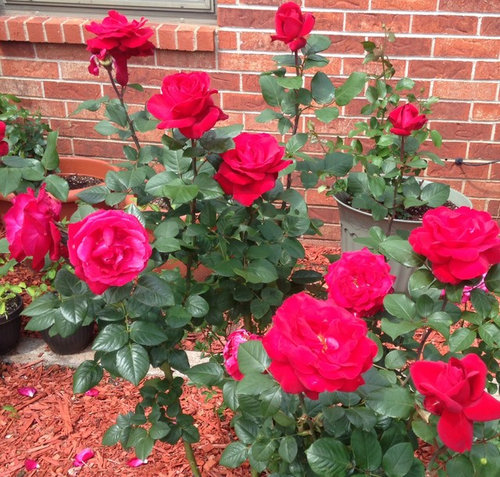 Fragrant Modern Roses by Color: RED