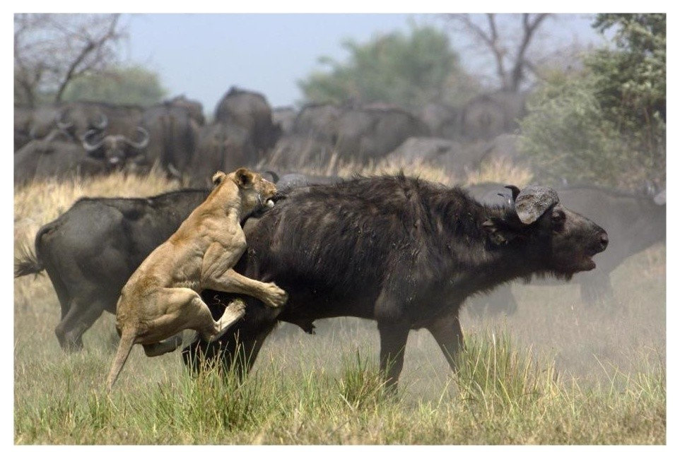 "African Lion attacking Cape Buffalo, Africa" Paper Art, 20"x14", 26 ...