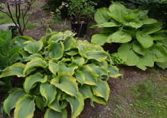 Hosta "Atlantis"