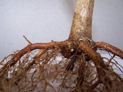 Conifer root flare and correct planting depth