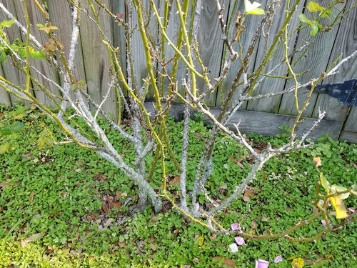 Pruning and caring for neglected rose bush