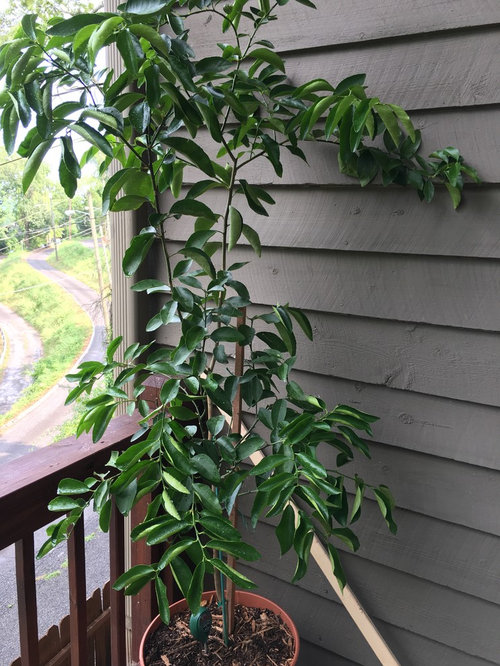 Helping a citrus tree recover after overwatering?