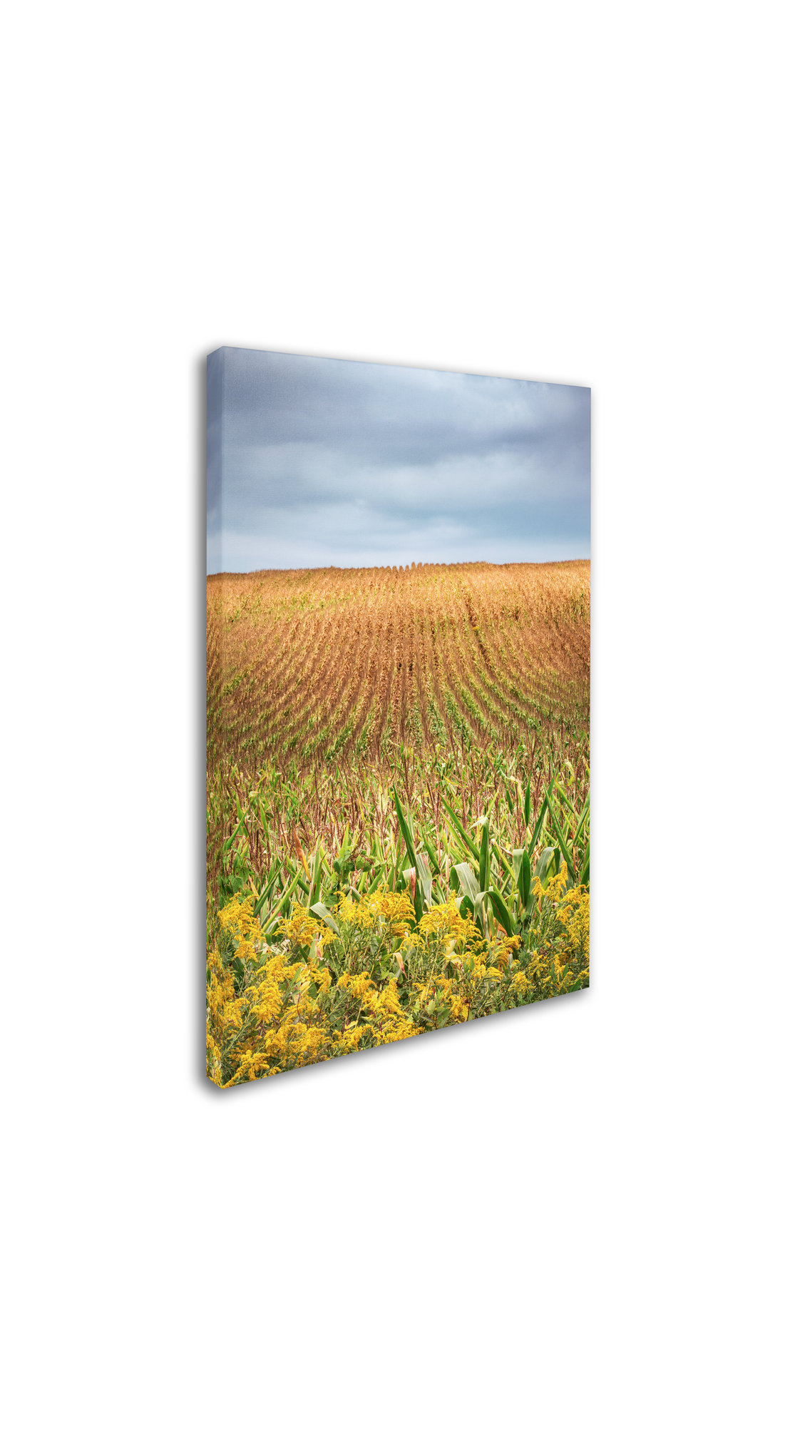 Jason Shaffer 'Corn Field' Canvas Art, 22"x32" - Farmhouse - Prints And ...