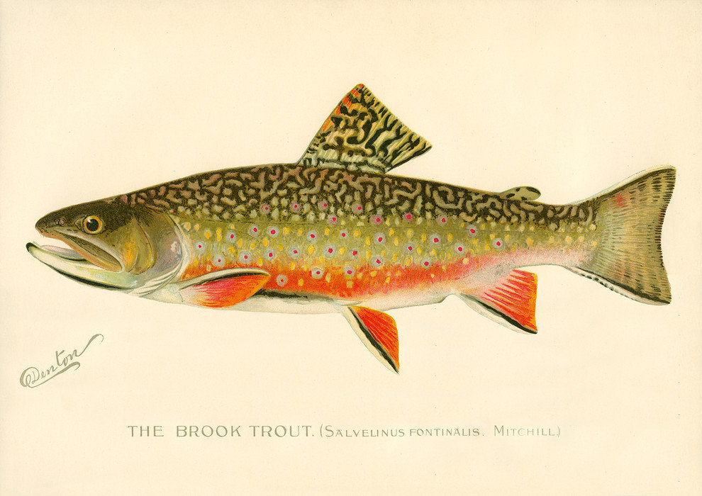 The Brook Trout Print, 16" x 20" - Contemporary - Prints And Posters ...
