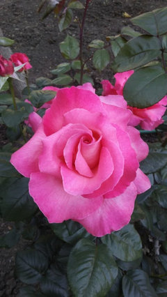 Hortico roses are here!