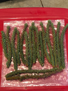 Anyone growing Vejar's fir ? | Houzz Forum
