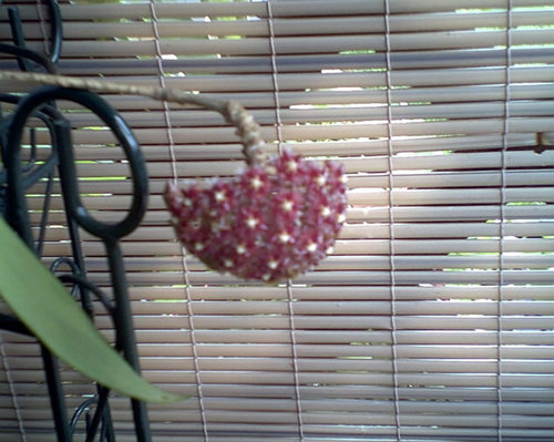 Mindorensis In Full Bloom