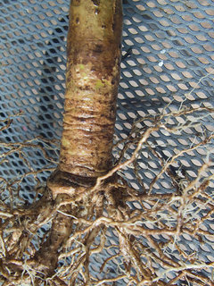 Plumeria Repot question