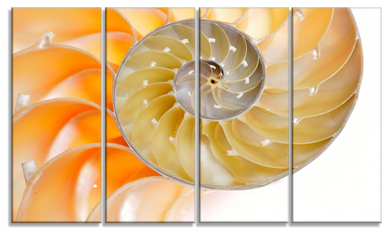 "Isolated Nautilus Shell" Glossy Metal Wall Art, 48"x28" - Beach Style ...