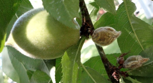 Peaches are shriveling