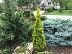 Narrow, bright gold/yellow conifer suggestions