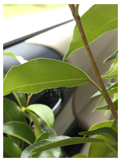 Help identifying this web and this...fungus? on ficus leaves