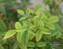 Mineral Deficiency Symptoms in Roses