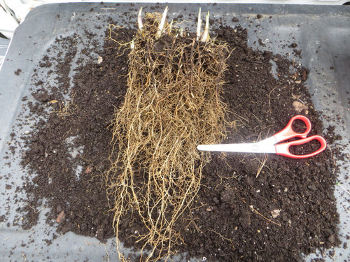 Trim roots when re-potting?