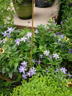 Arabella will be a plant in any garden I have