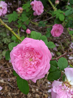 Rose identification help please?