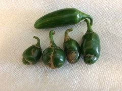 I have deformed Jalapenos