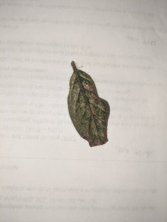 Rusting azaleas: help needed!!!