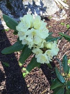Rhododendron Capistrano