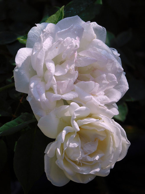 'Mlle. de Sombreuil' | Houzz Forum