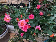 Which roses hold up best in high heat/humidity