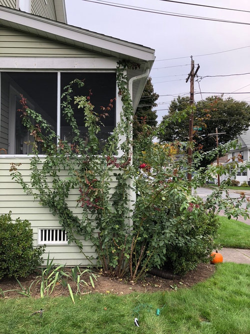 Climbing rose or tall rose bush?
